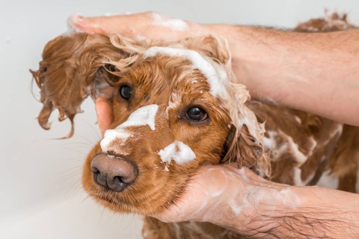 Les meilleures façons de s'occuper de son chien - Le chiwawa Les meilleures façons de s'occuper de son chien - Le chiwawa